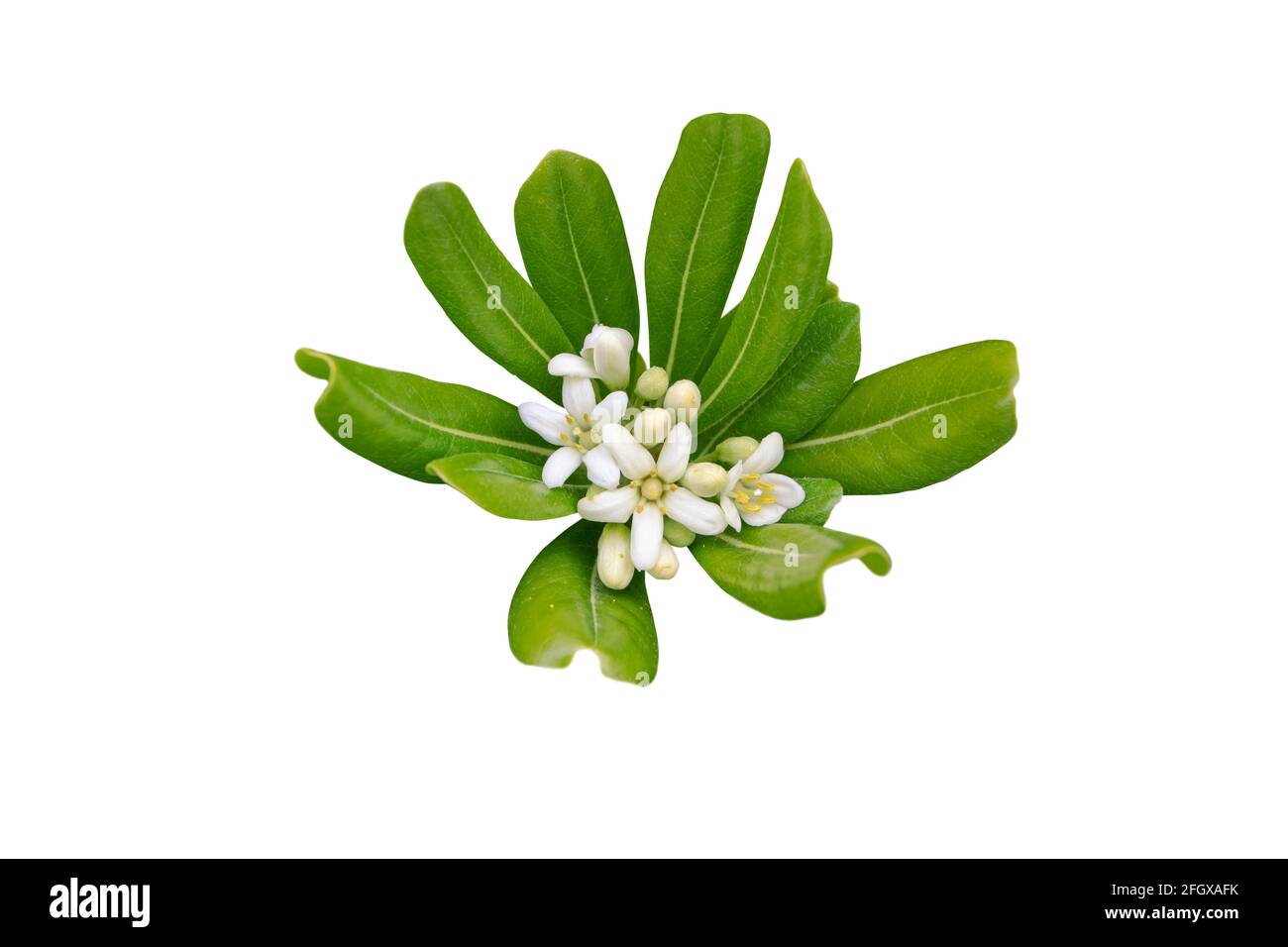 Green Pittosporum Flower