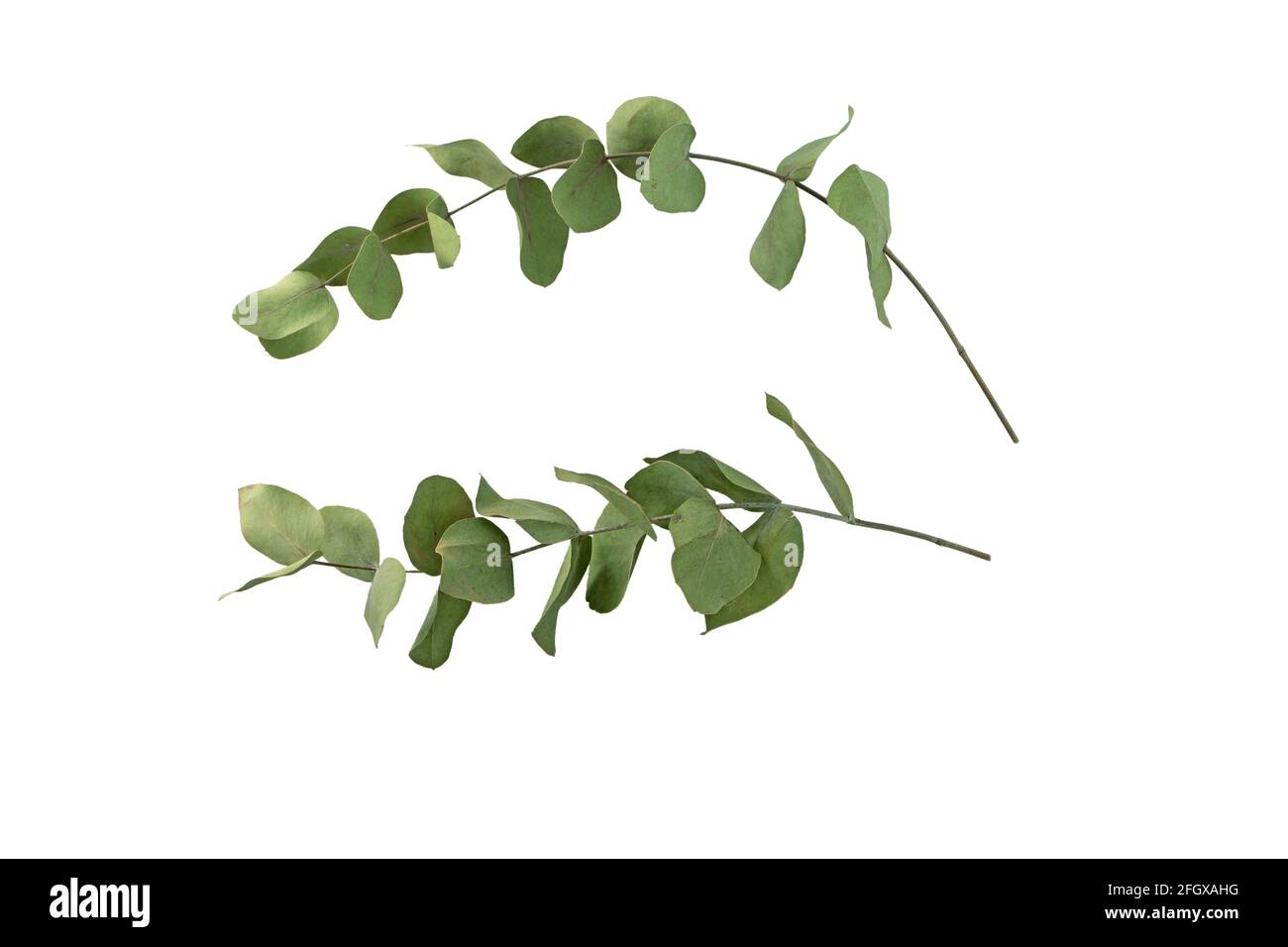 Botany home decor Cut Out Stock Images & Pictures - Alamy