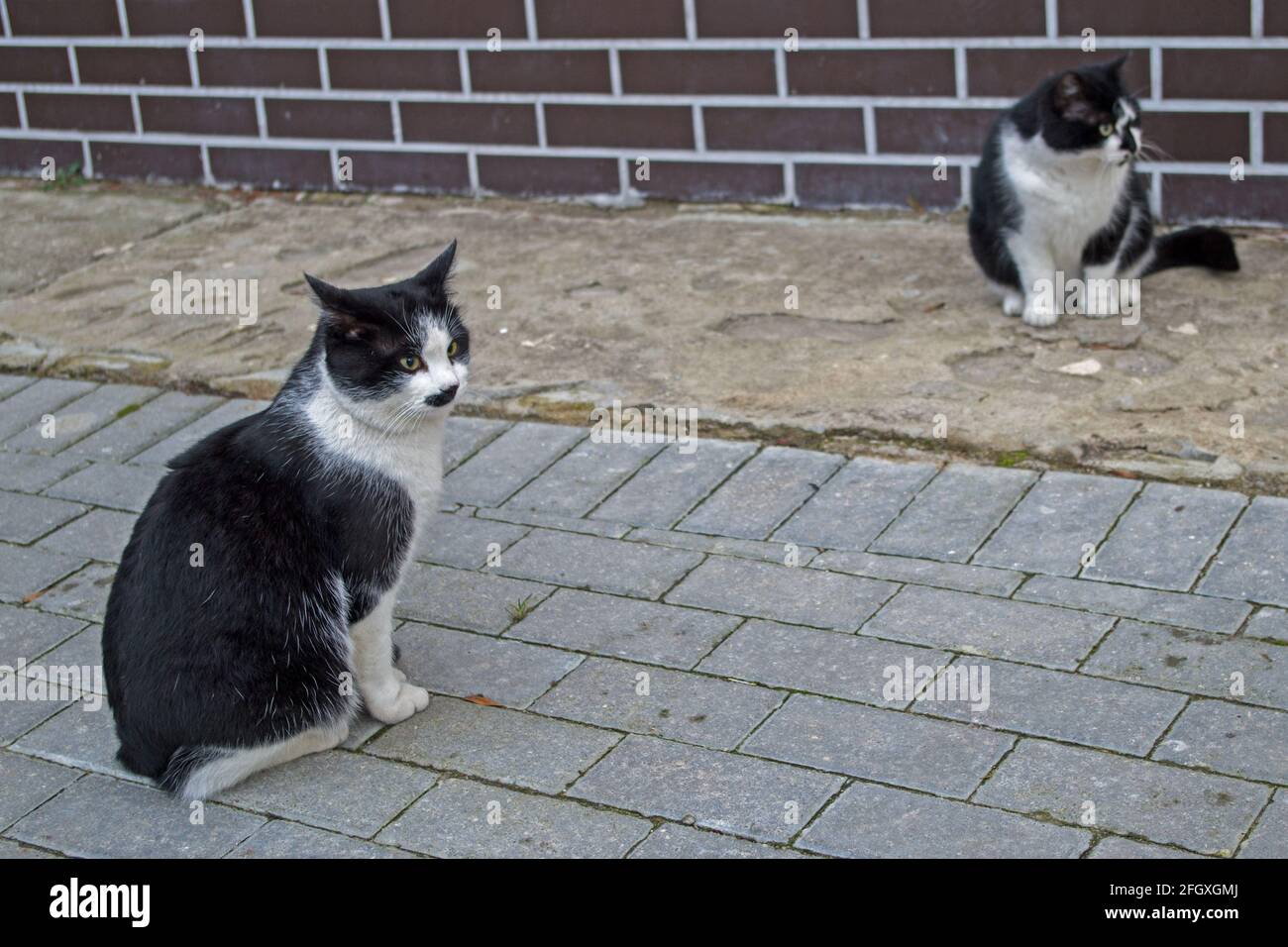 Black-and-white cat sitting on gray sidewalk with raised ears and alert ...