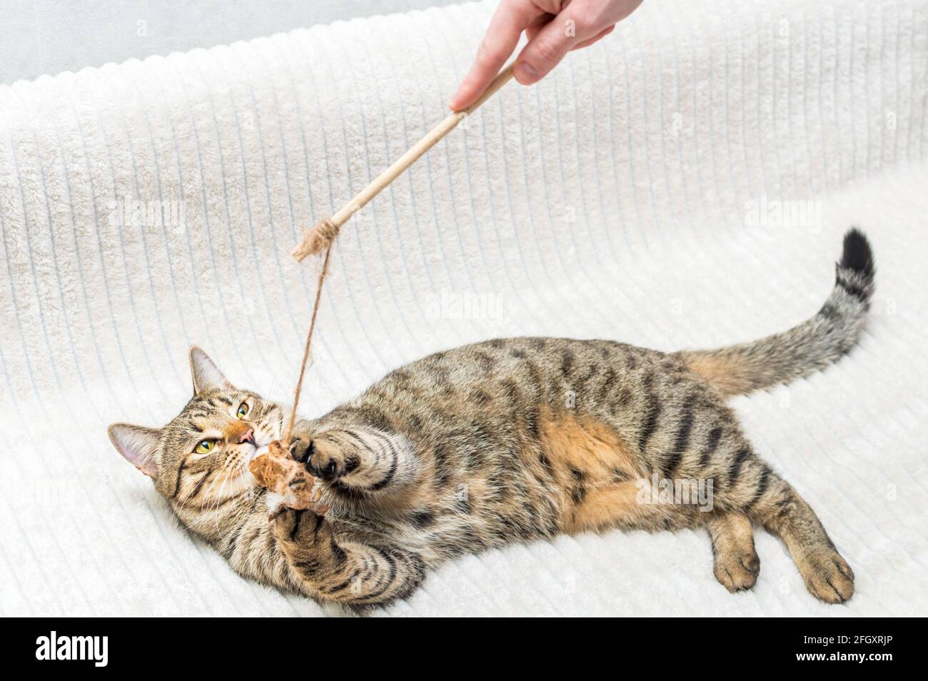 Cat teasing hi-res stock photography and images - Alamy