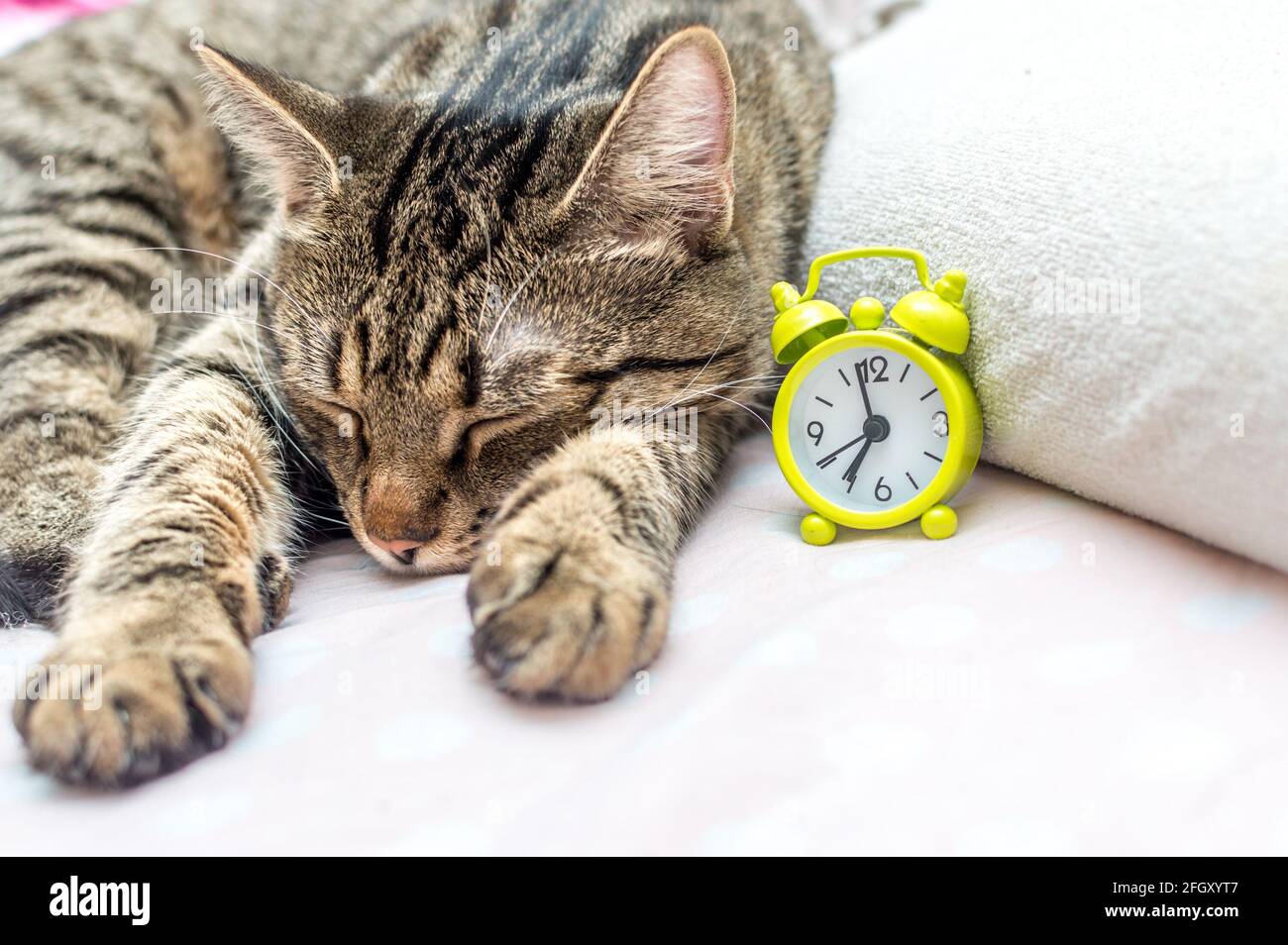 Animal sleeping alarm clock hi-res stock photography and images - Alamy