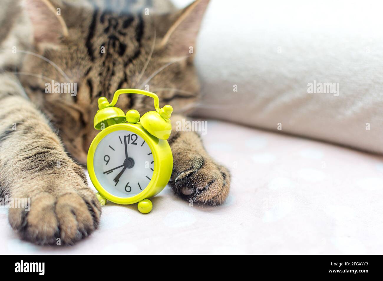 cat is sleeping in an embrace with an alarm clock. Concept good morning ...