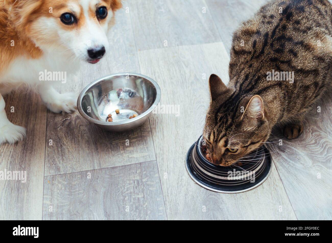 Dog and cat are eaten together in the kitchen. Close-up Stock Photo - Alamy
