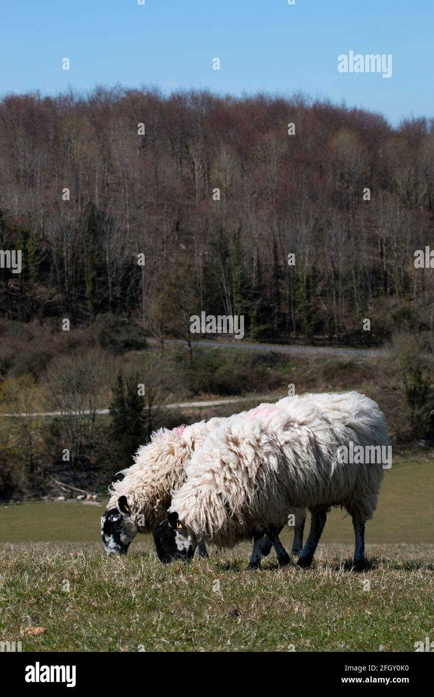 Sheep shadows shadow hi-res stock photography and images - Alamy