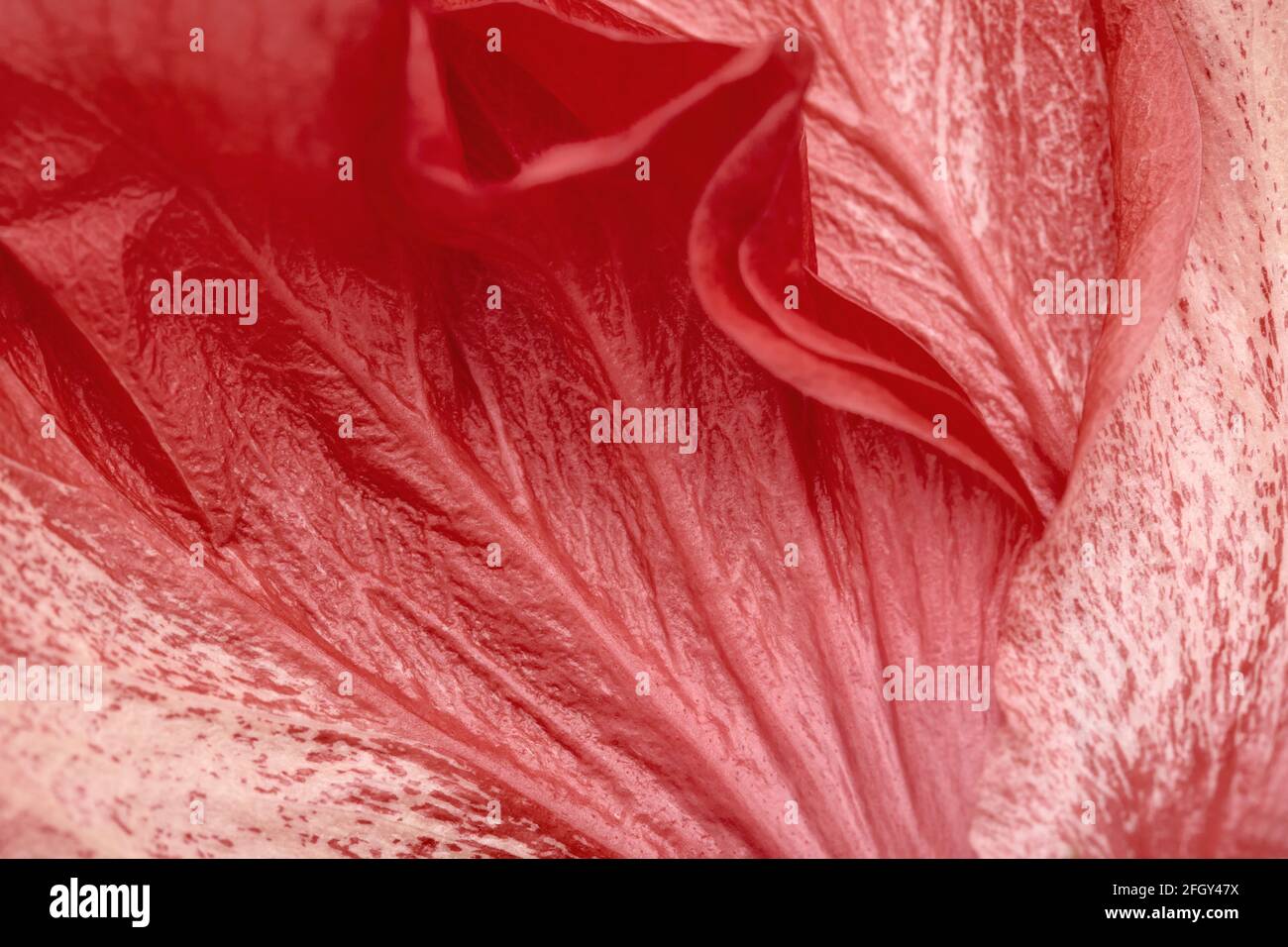 Abstract natural background hi-res stock photography and images - Alamy