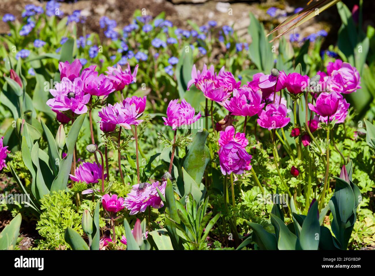 Pink anemones hi-res stock photography and images - Alamy