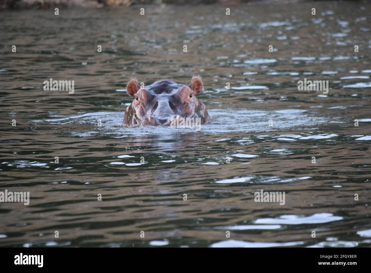 Bathing hippo hi-res stock photography and images - Alamy