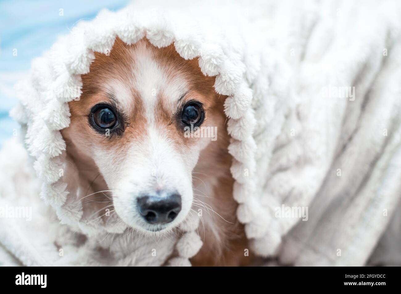 Dog wrapped in a blanket hi-res stock photography and images - Alamy