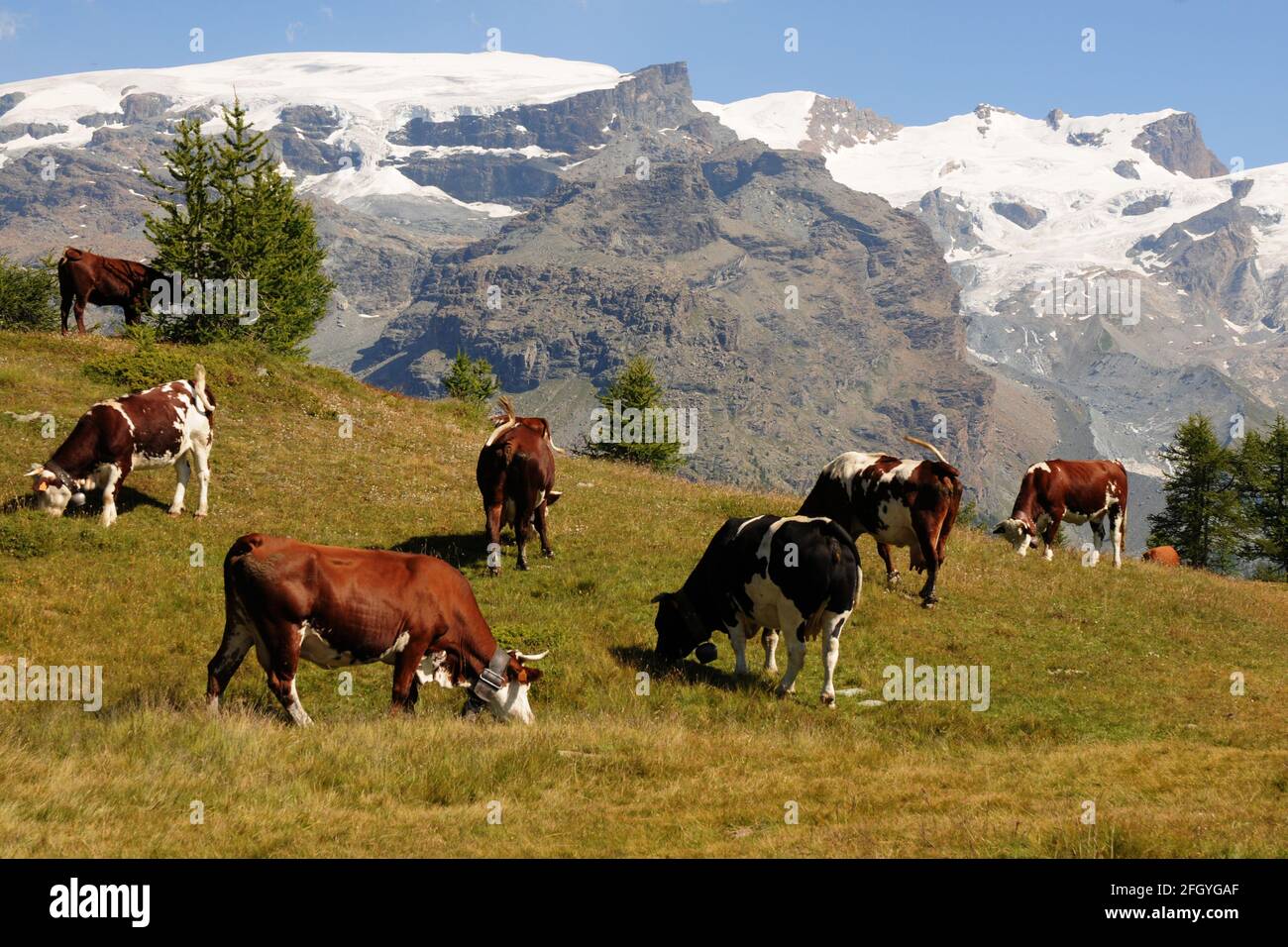 Mucche al pascolo Stock Photo - Alamy