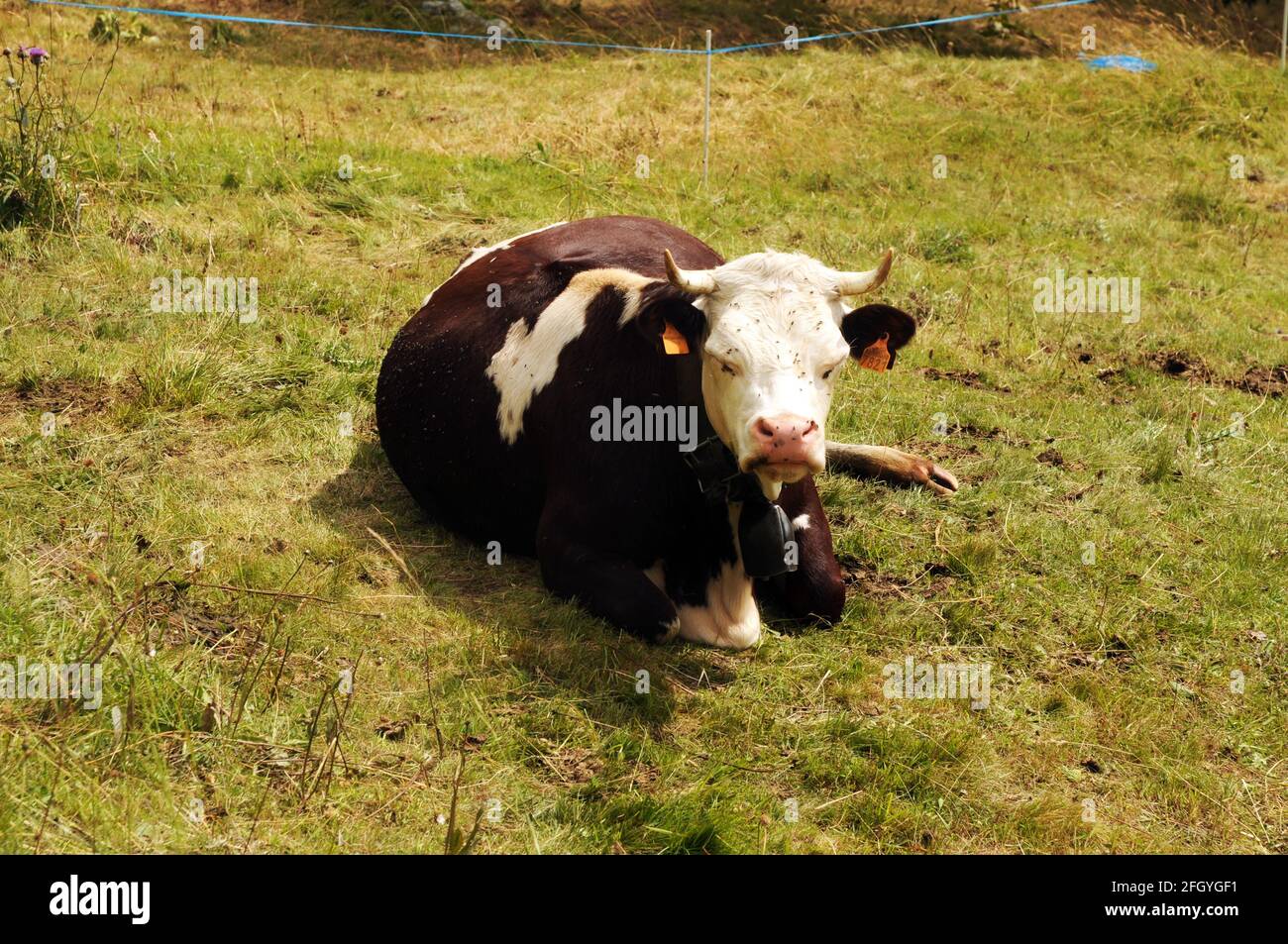 Mucche al pascolo Stock Photo - Alamy