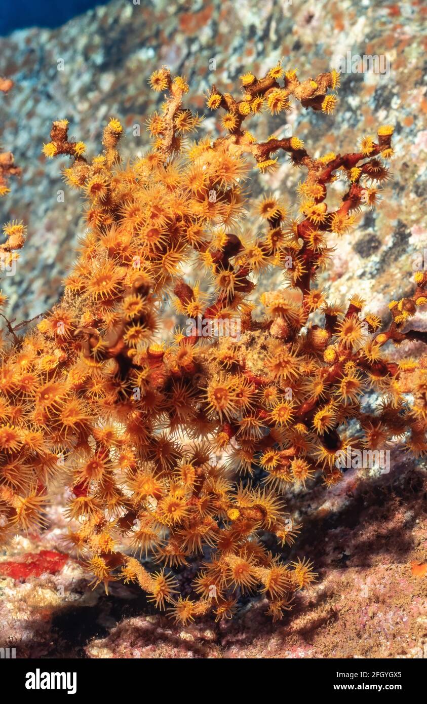 Gold Coral High Resolution Stock Photography and Images - Alamy