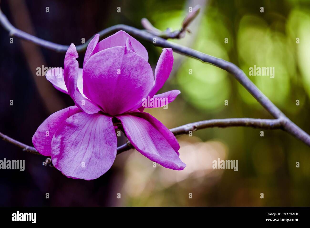 Single magnolia flower hi-res stock photography and images - Alamy