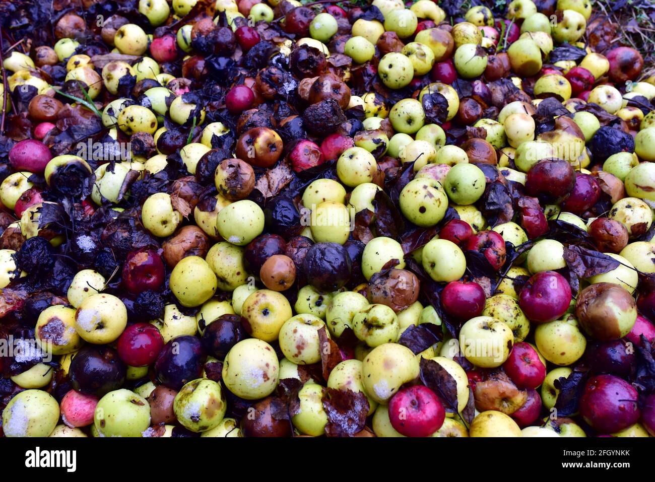 Rotten apples as discarded garbage lie on the ground. Bad apple and ...