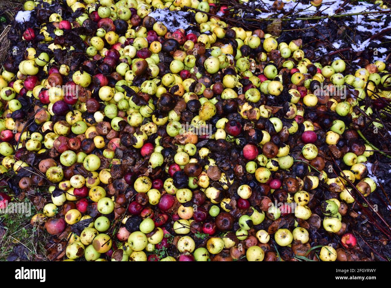 Rotten apples as discarded garbage lie on the ground. Bad apple and ...