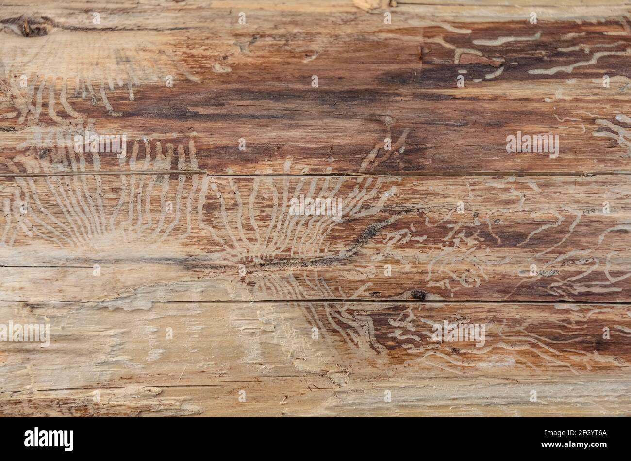 Wooden natural background of a felled tree trunk and feeding galleries ...