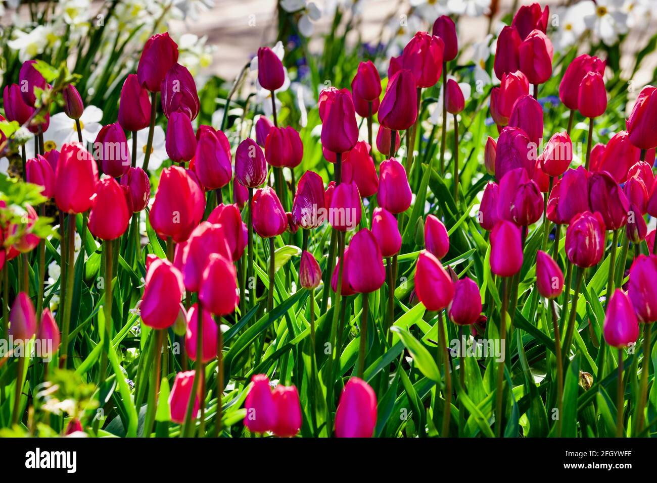 Gorgeous display hi-res stock photography and images - Alamy