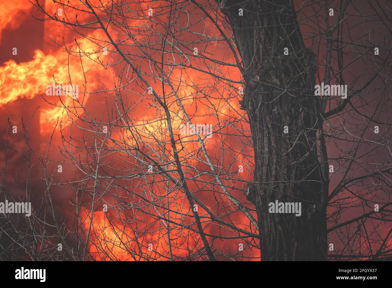 Massive large major wildfire, bush blaze, a forest fire, with a burning ...