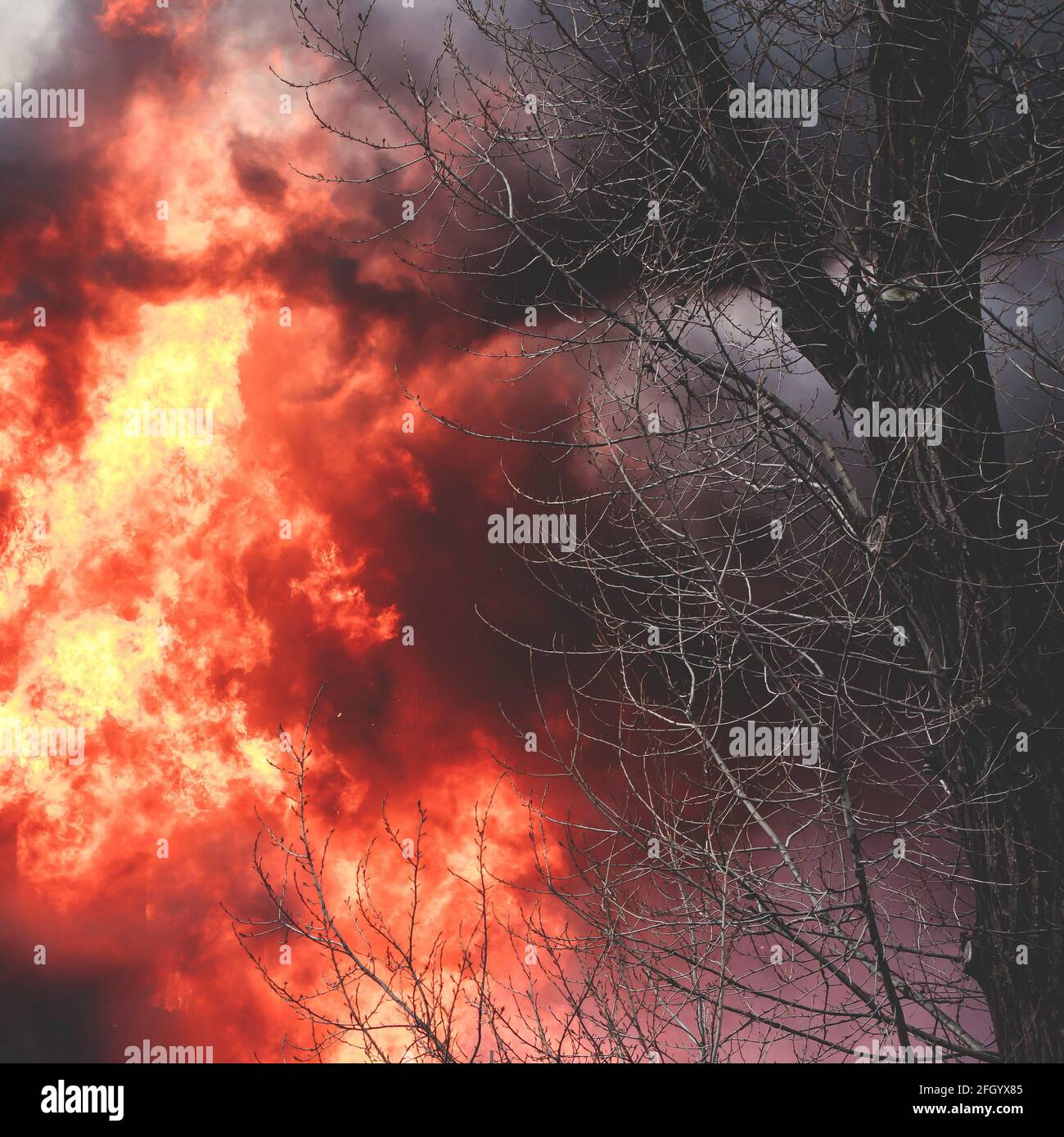 Massive large major wildfire, bush blaze, a forest fire, with a burning ...