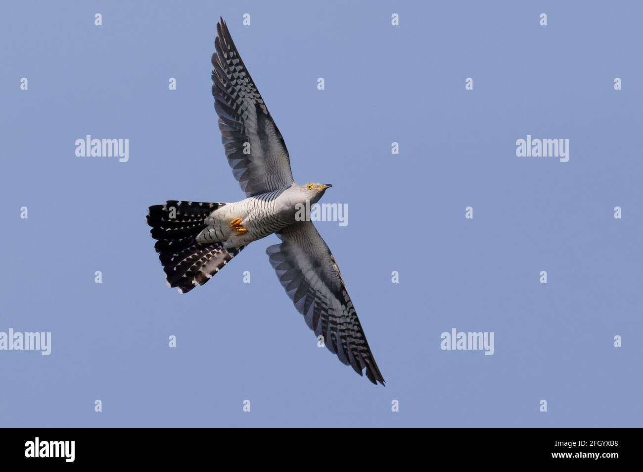Common Cuckoo (Cuculus canorus) flying in Danube Delta Stock Photo - Alamy