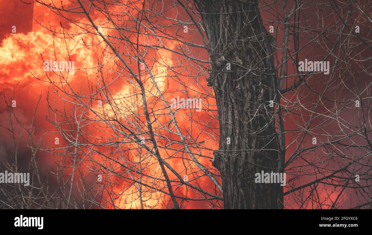 Massive large major wildfire, bush blaze, a forest fire, with a burning ...