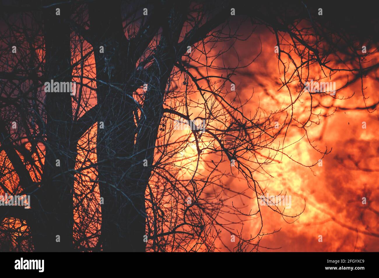 Massive large major wildfire, bush blaze, a forest fire, with a burning ...