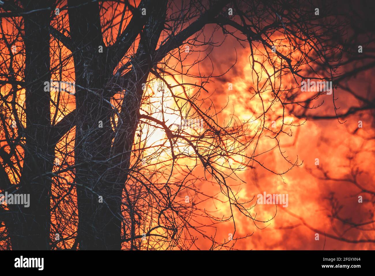 Massive large major wildfire, bush blaze, a forest fire, with a burning ...