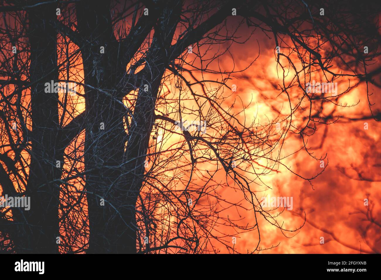 Massive large major wildfire, bush blaze, a forest fire, with a burning ...