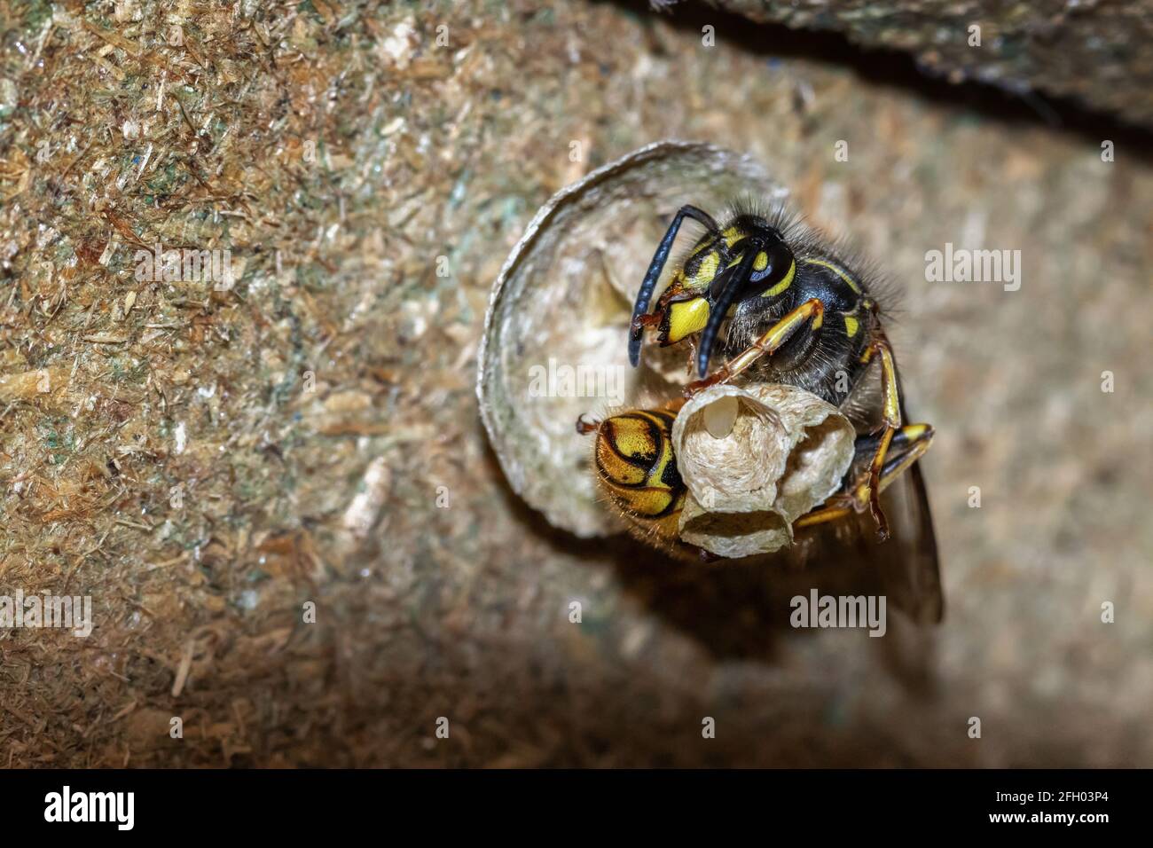 UK wildlife: Common wasp queen (Vespula vulgaris) building a nest from ...