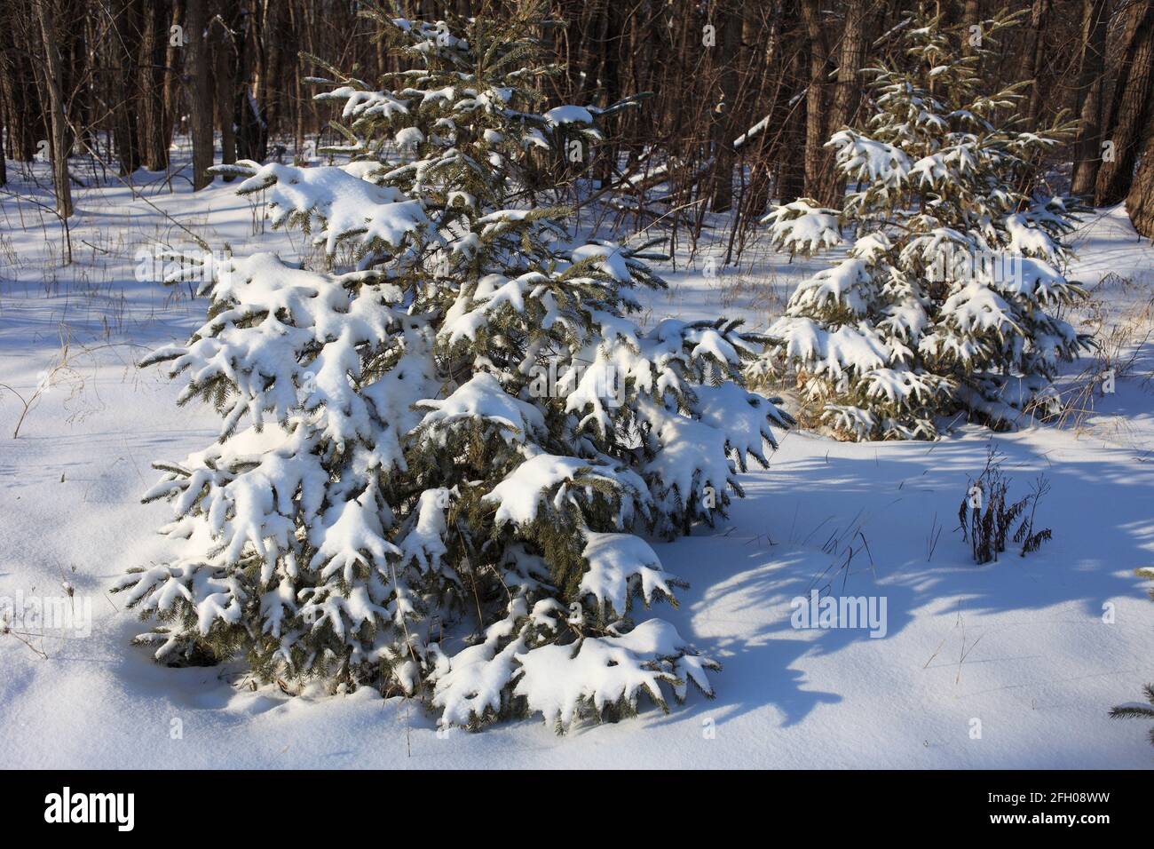 Winter, forest, snow, Montreal, Canada Stock Photo - Alamy