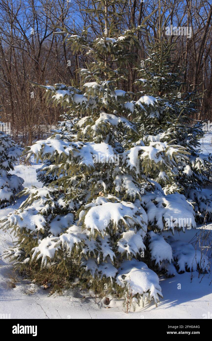 Montreal winter scenery hi-res stock photography and images - Alamy