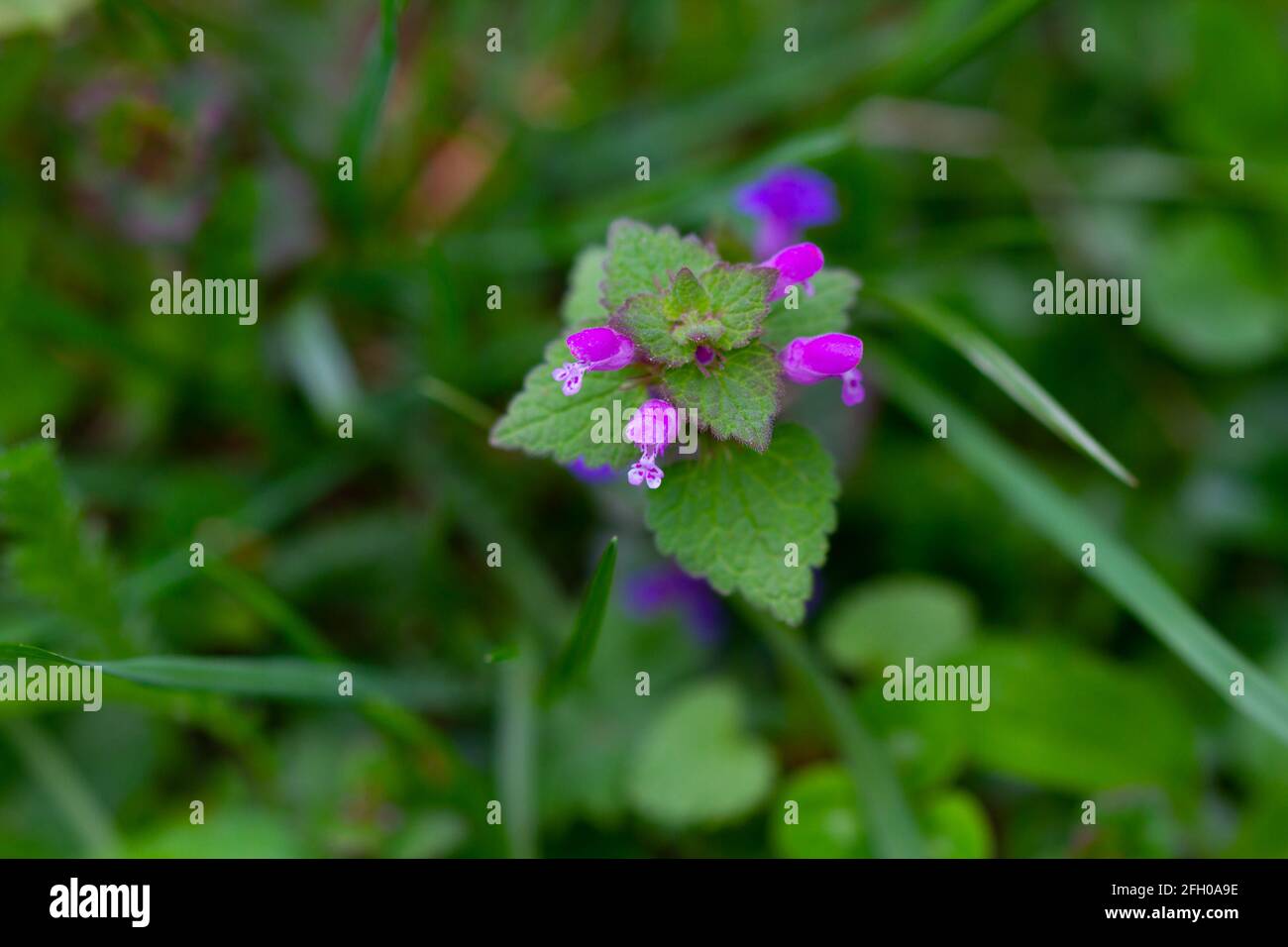 Purple Dead Nettle flower, spring time Stock Photo - Alamy