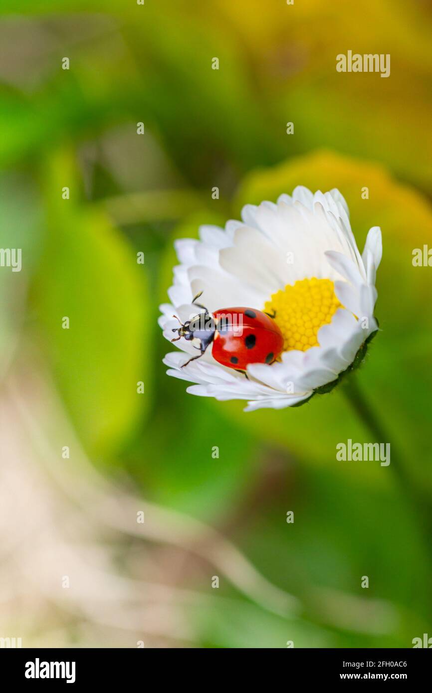 Ladybug on the daisy flower Stock Photo - Alamy