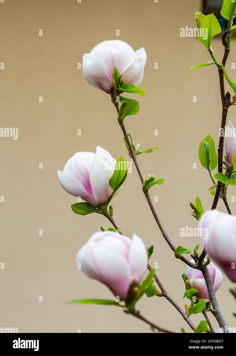 Blooming branch of magnolia tree in spring time, close up Stock Photo ...