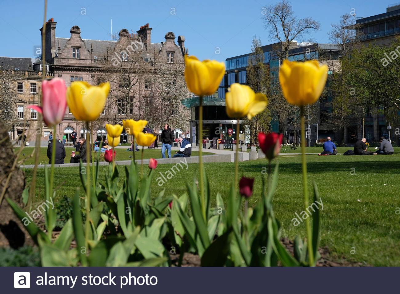 Yellow flowers in scotland hi-res stock photography and images - Alamy