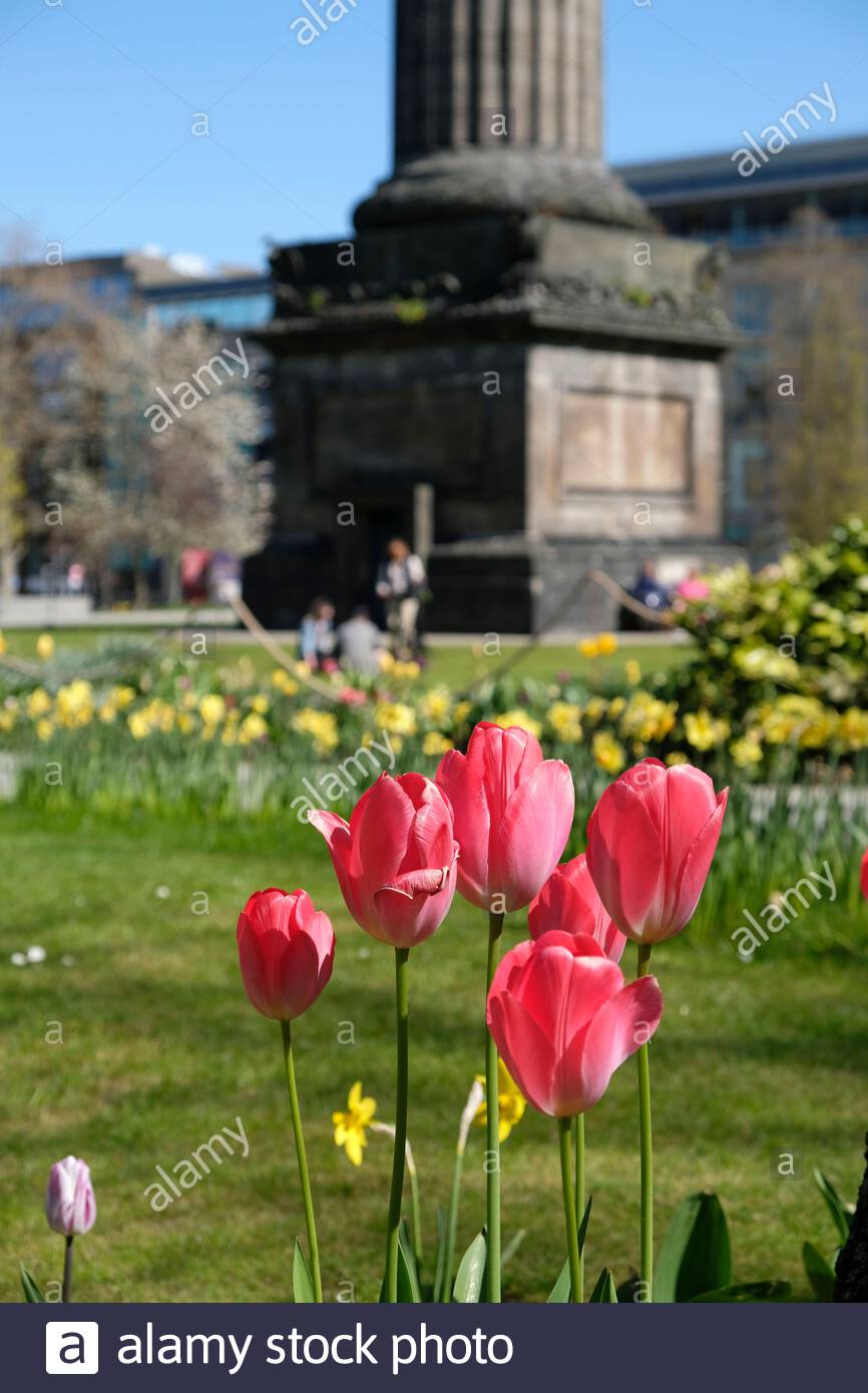 Yellow flowers in scotland hi-res stock photography and images - Alamy