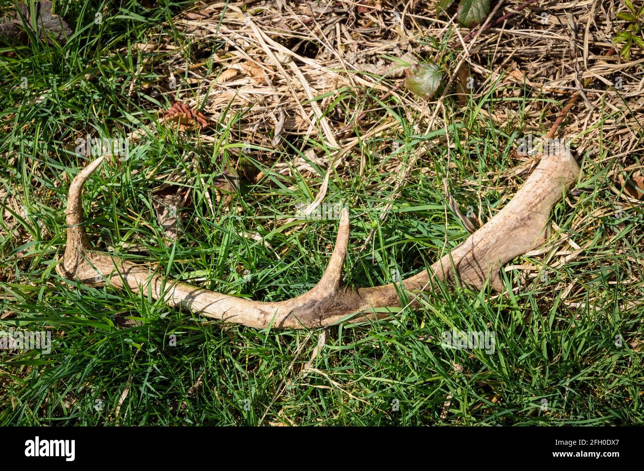 Deer cervidae hi-res stock photography and images - Alamy