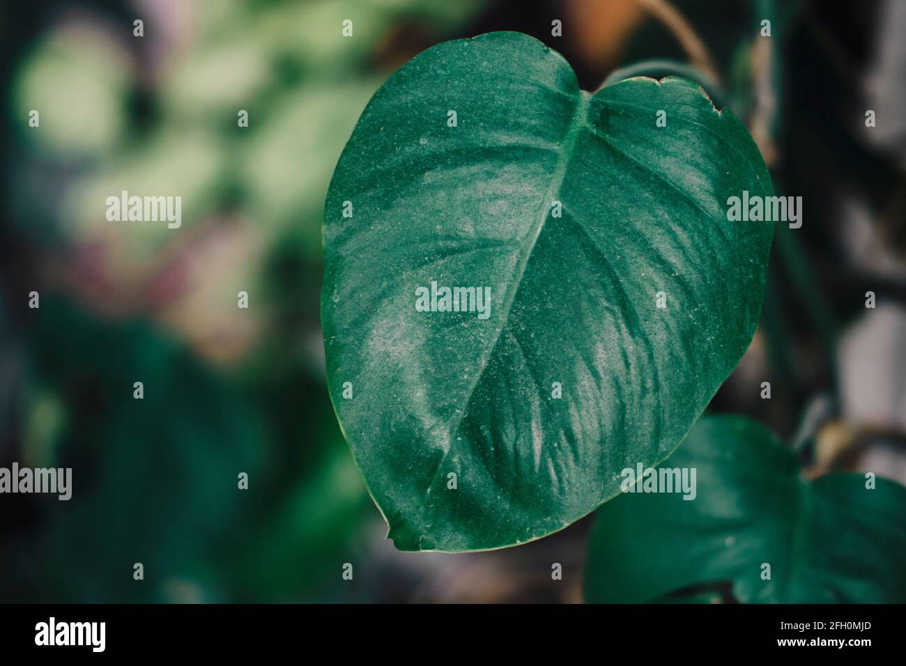 Monstera leaves decorating for composition design.Monstera deliciosa ...