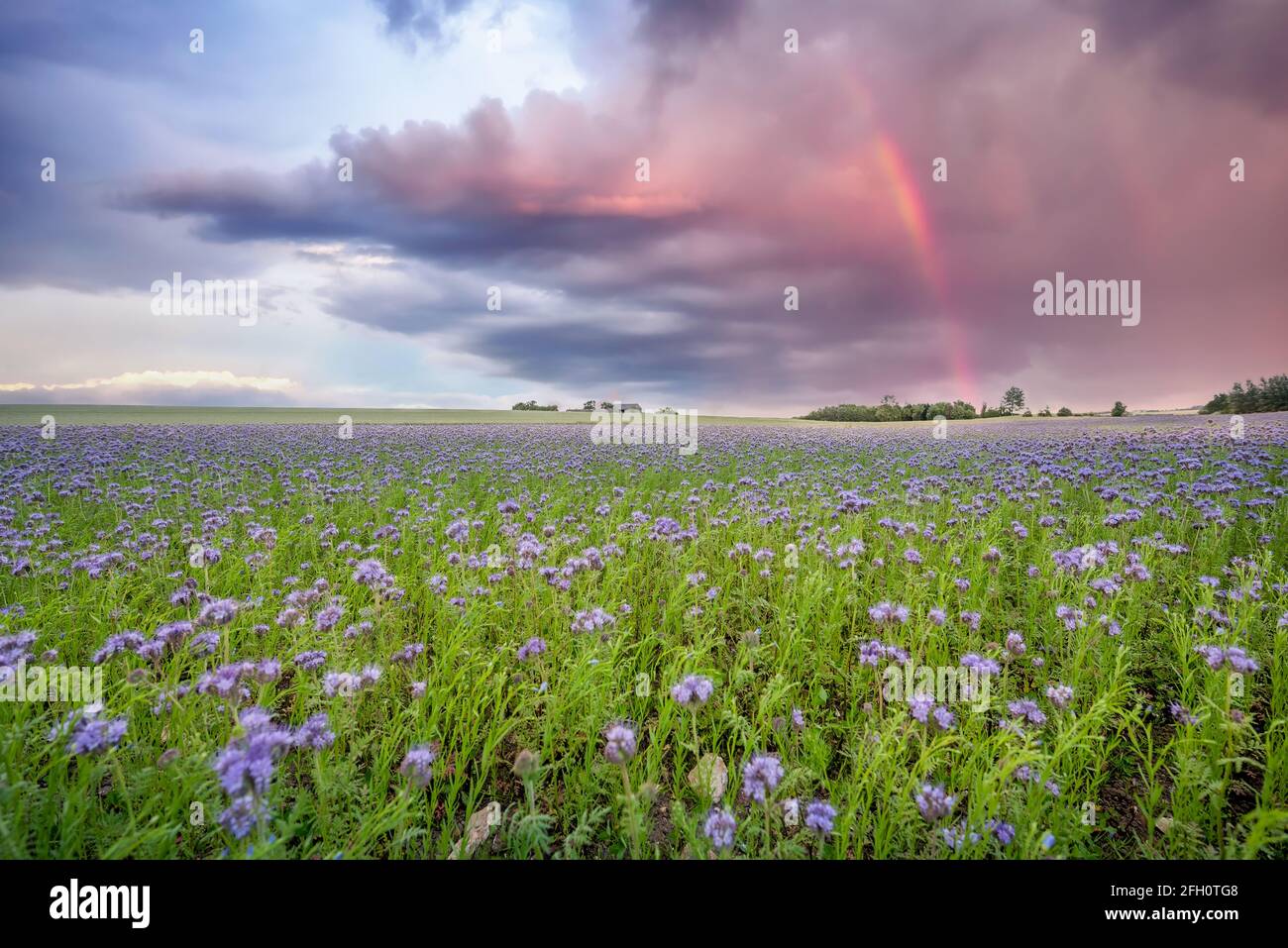 Rainbow Rain Flowers