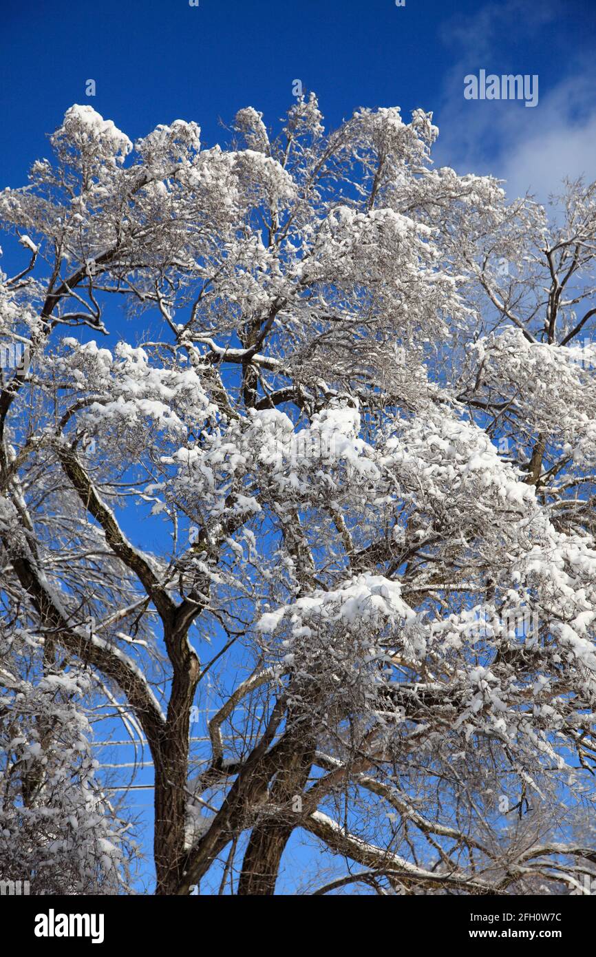 Winter, snow covered trees, Montreal, Canada Stock Photo - Alamy