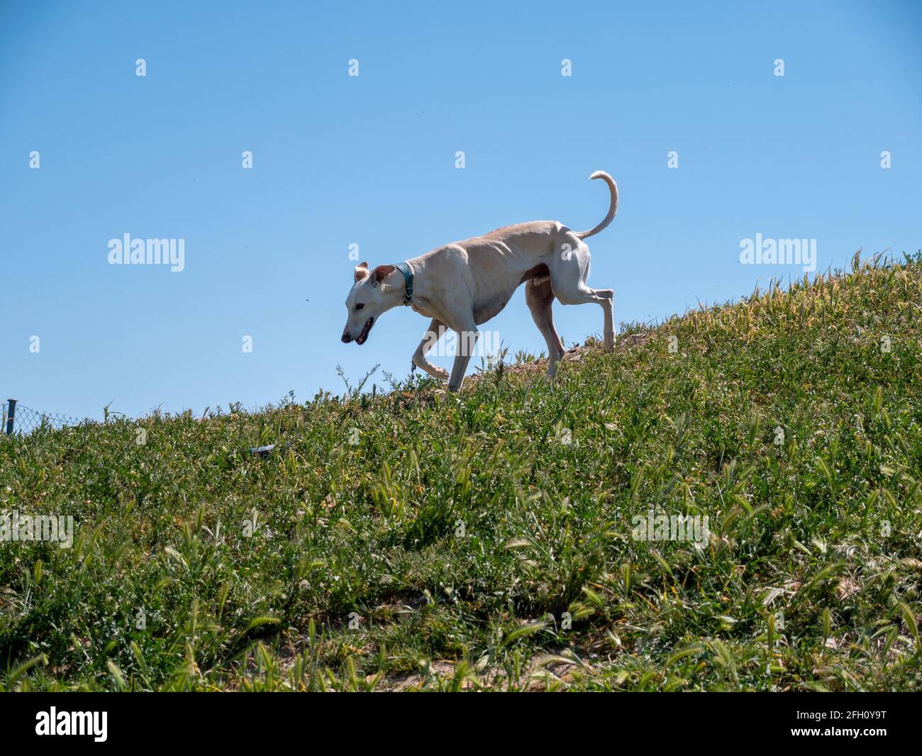 Greyhound on grass hi-res stock photography and images - Alamy