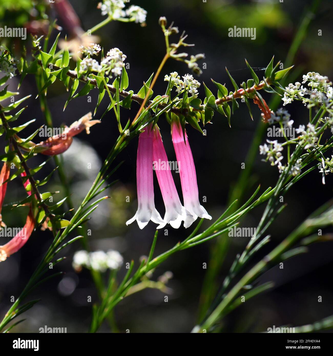 Back lit pink, red and white bell-shaped flowers of the Australian ...