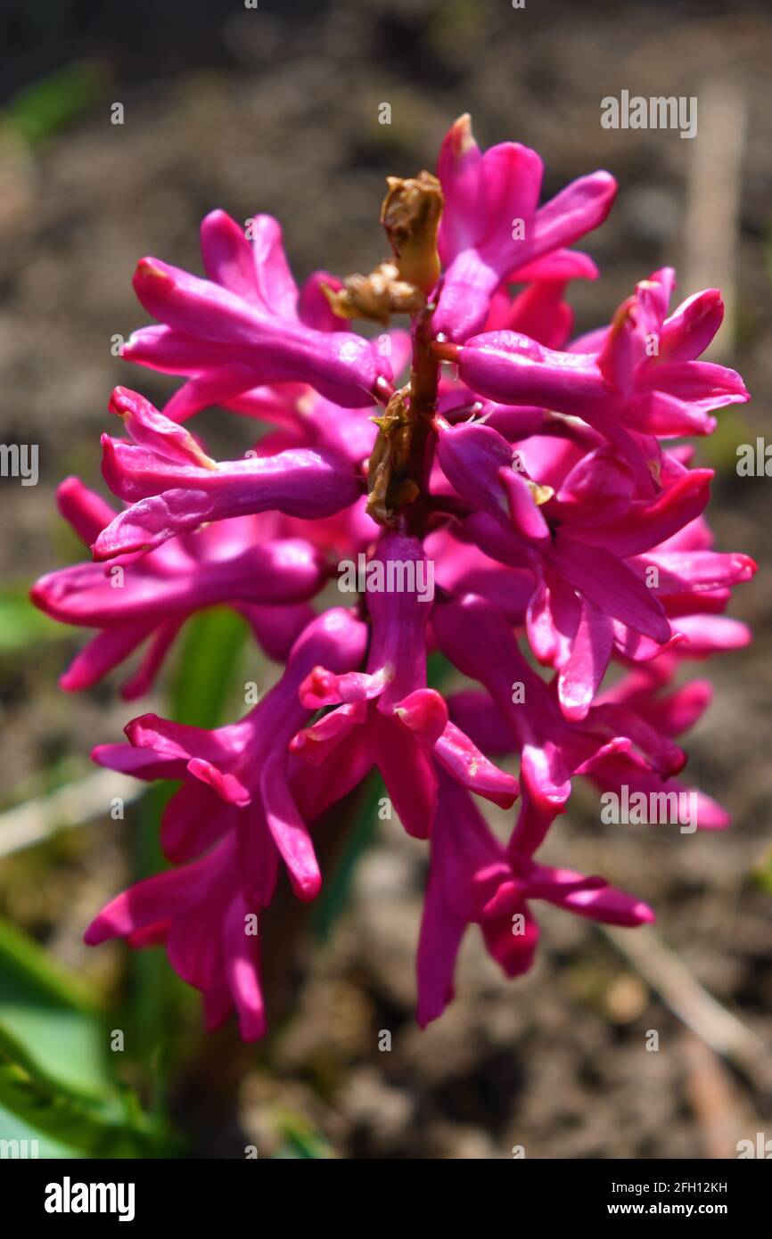 Bouquet of single hyacinths hi-res stock photography and images - Alamy