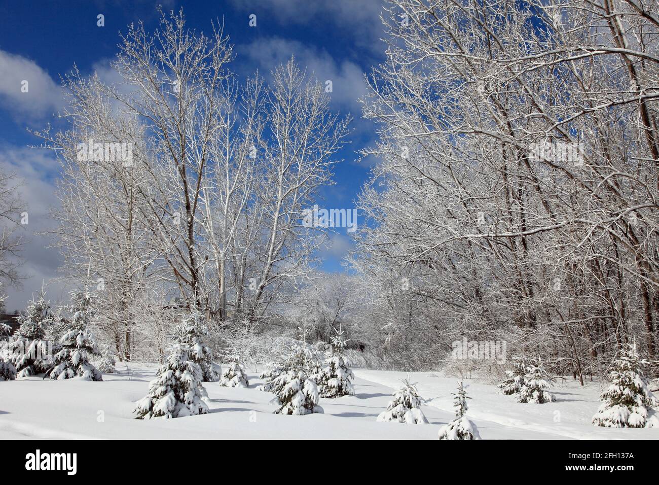 Canada forest horizontal hi-res stock photography and images - Alamy