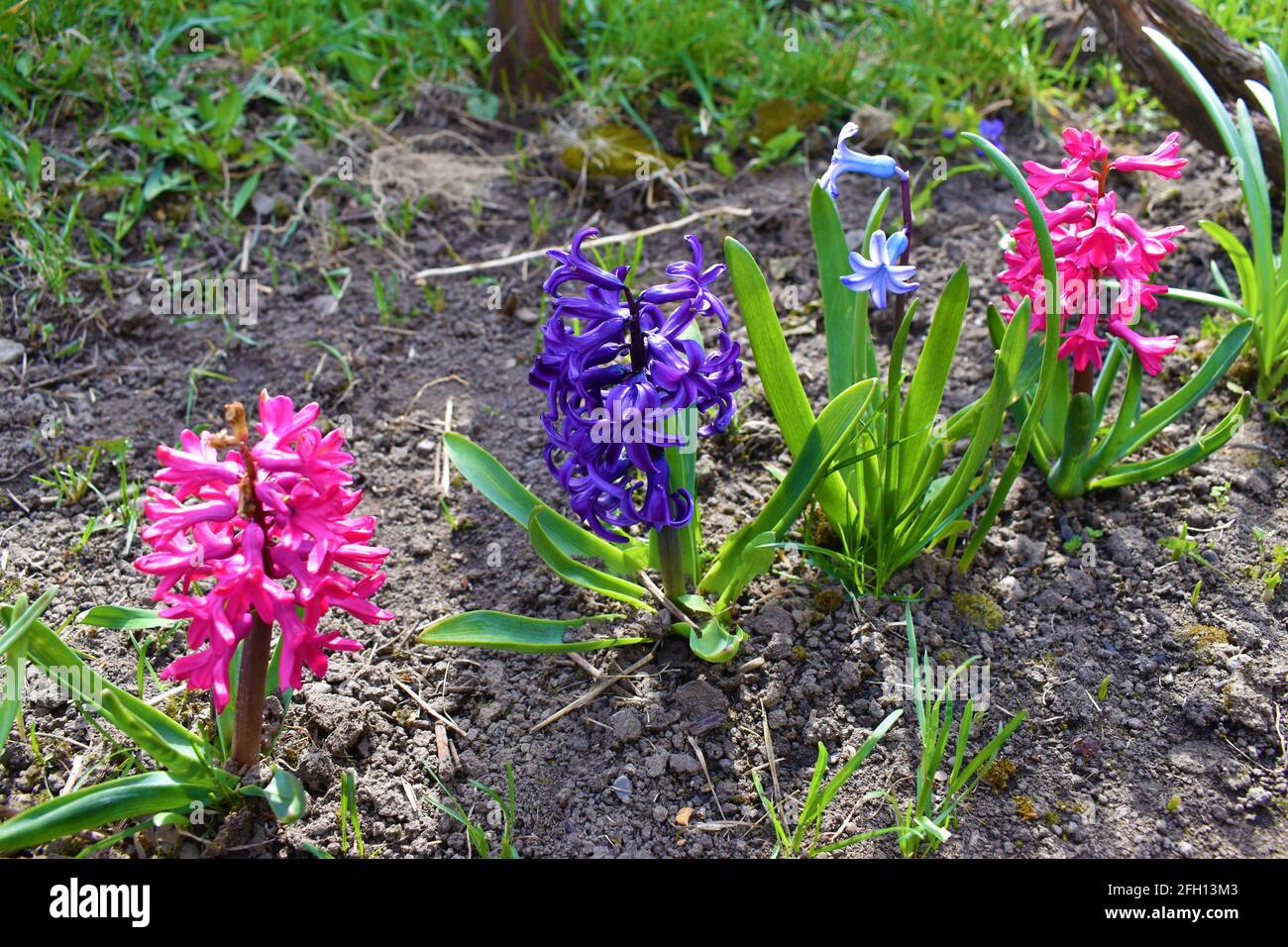 Hyacinths many natural colors in the garden Stock Photo - Alamy