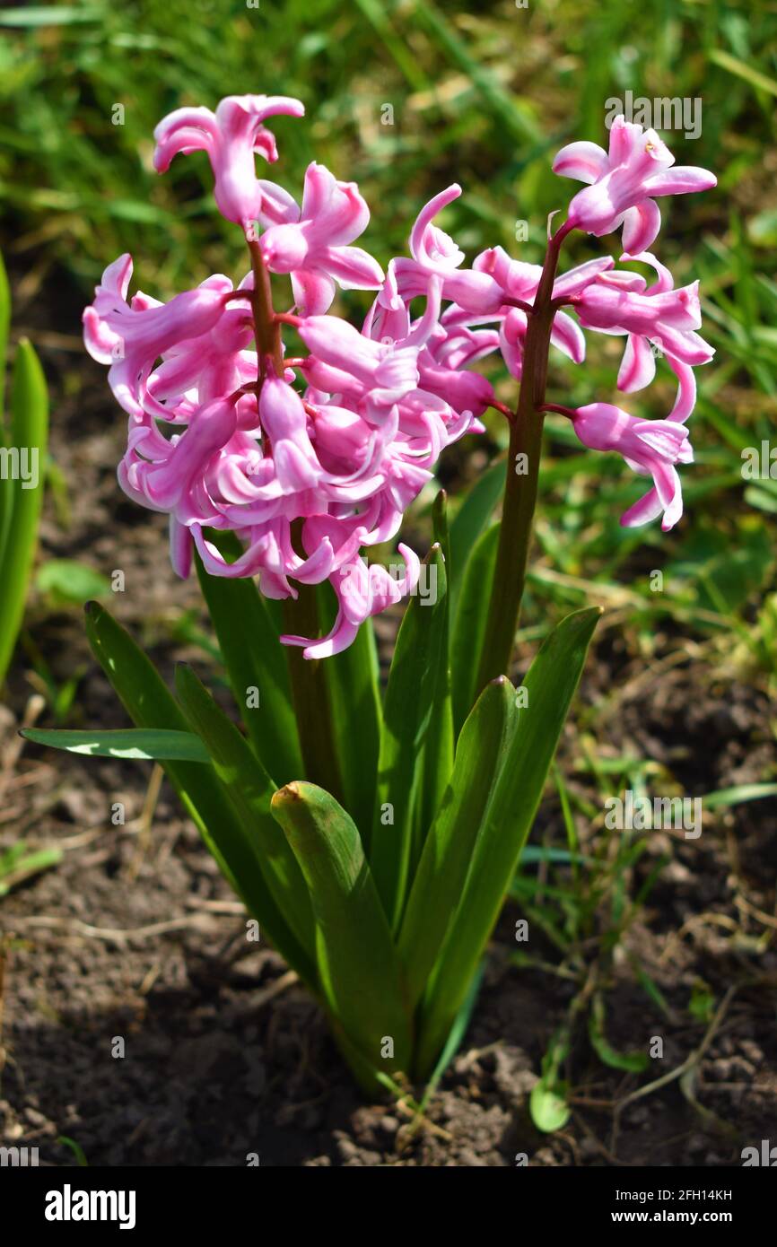 Pink natural hyacinths in the garden Stock Photo - Alamy