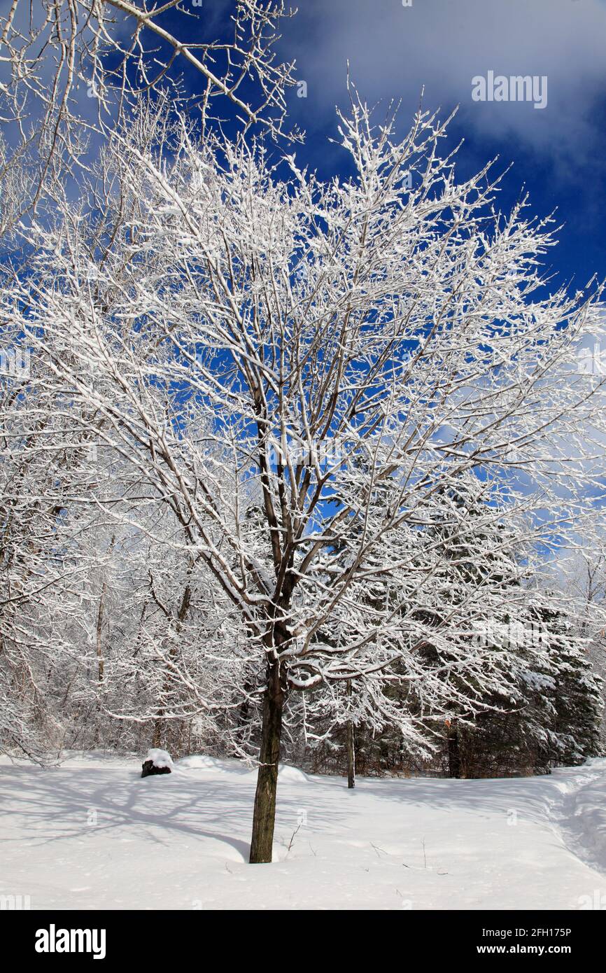 Winter, forest, snow, Montreal, Canada Stock Photo - Alamy