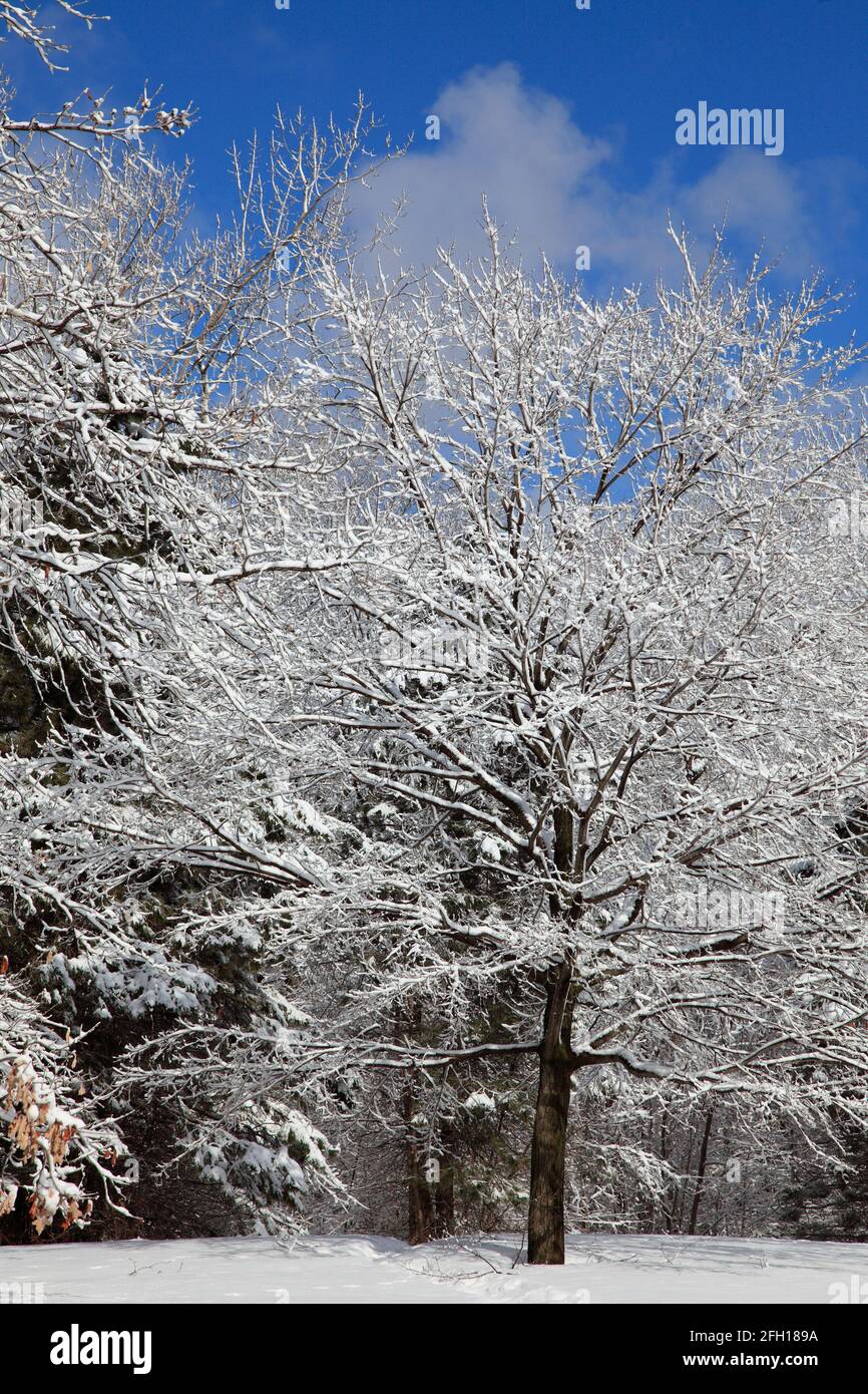 Winter, forest, snow, Montreal, Canada Stock Photo - Alamy