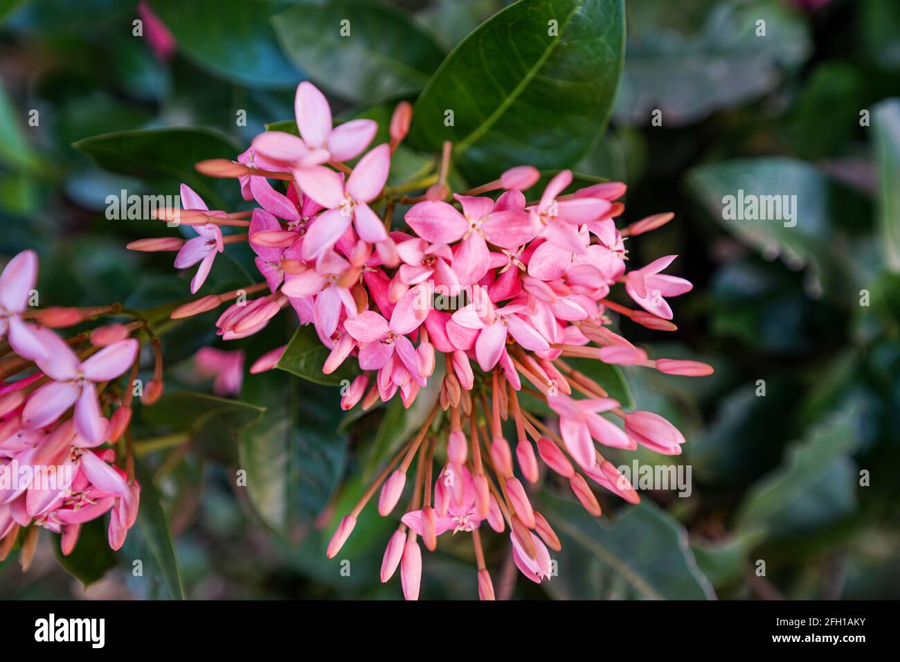 Chinese ixora flowers hi-res stock photography and images - Alamy