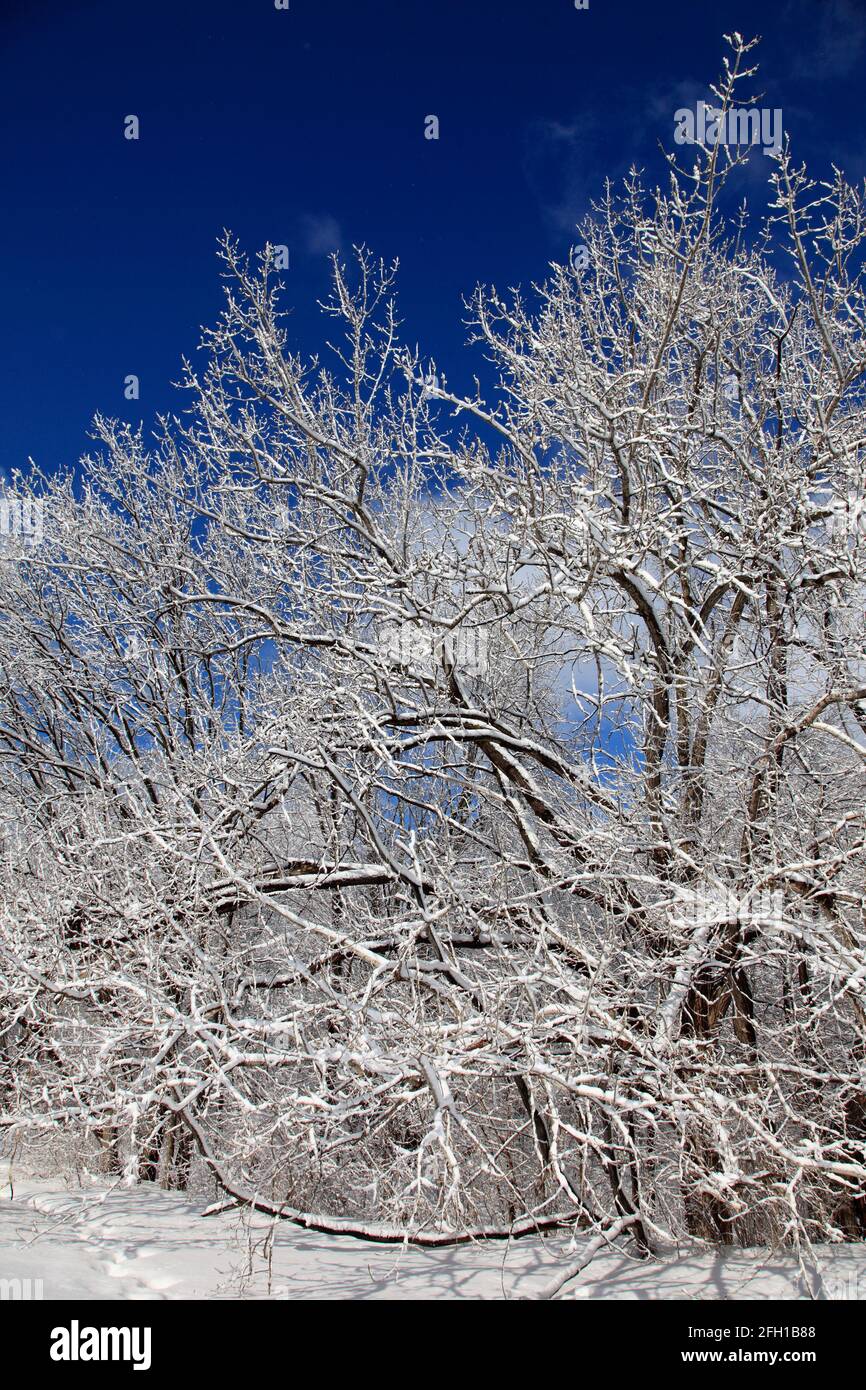 Winter; forest; snow; Montreal; Canada Stock Photo - Alamy