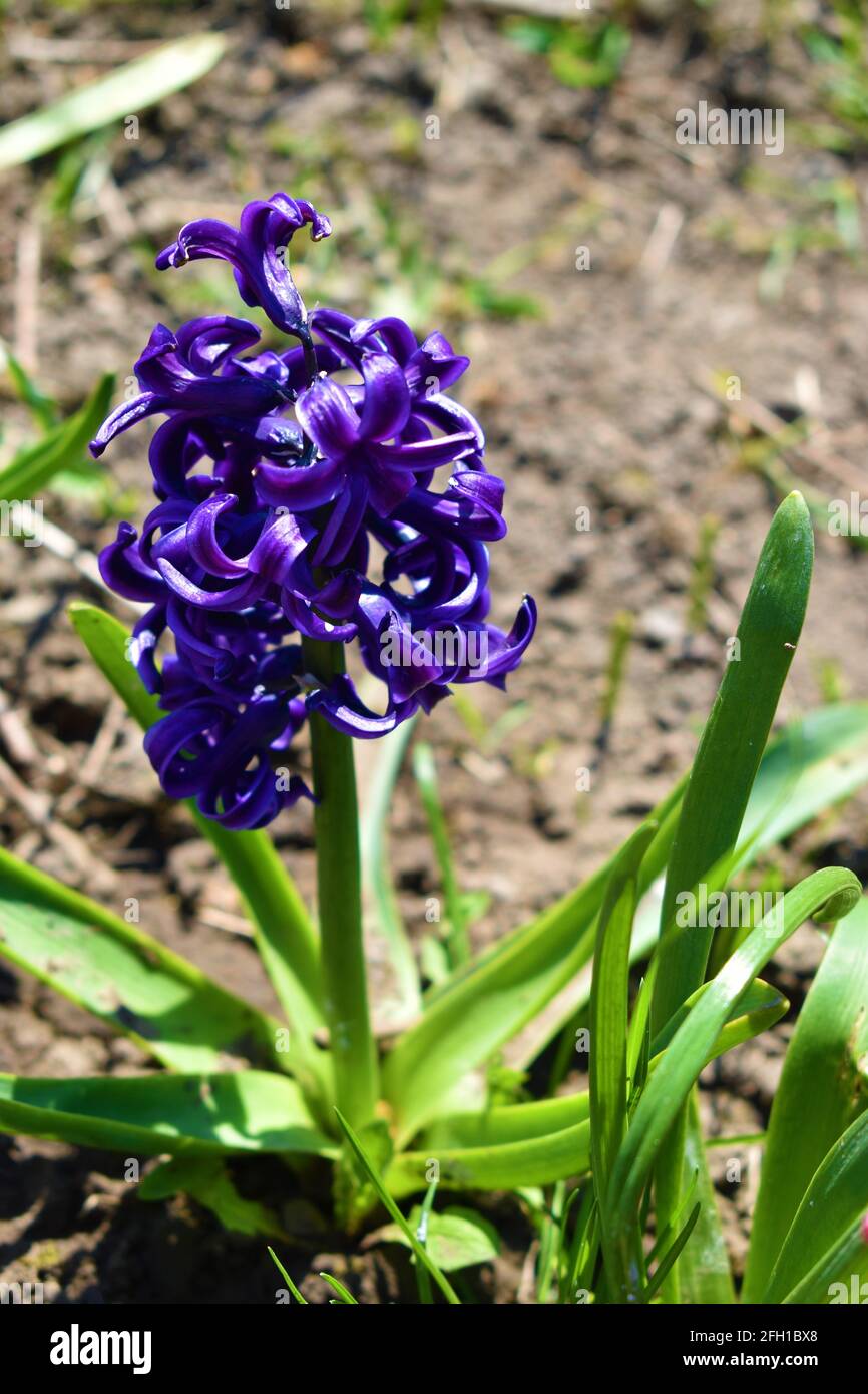 Natural purple hyacinth in the garden Stock Photo - Alamy